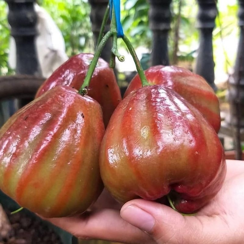 Jual BIBIT JAMBU AIR DALHARI HASIL OKULASI (CEPAT BERBUAH) | Shopee ...