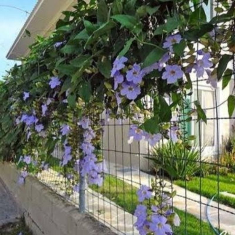 Jual Tanaman Merambat Bunga Tumbergia / Thunbergia Grandiflora / Bengal ...