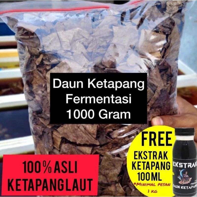 Jual DAUN KETAPANG LAUT OLAHAN SIAP PAKAI 1 KILO | Shopee Indonesia