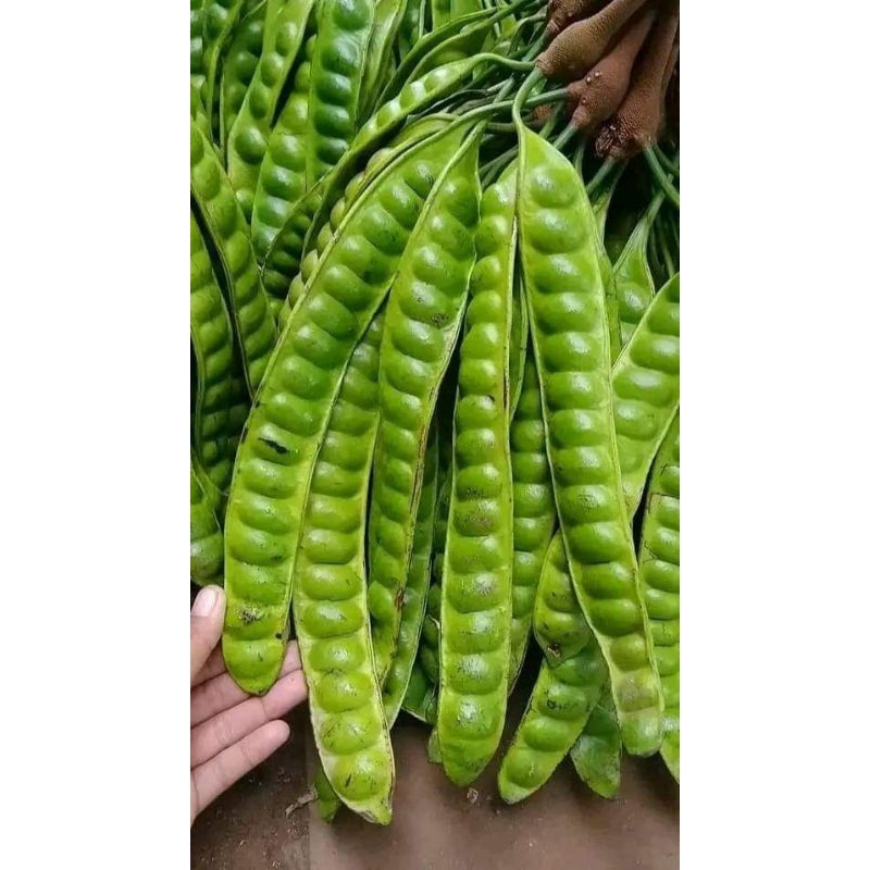 Jual Pete/petai tua satu pcs | Shopee Indonesia