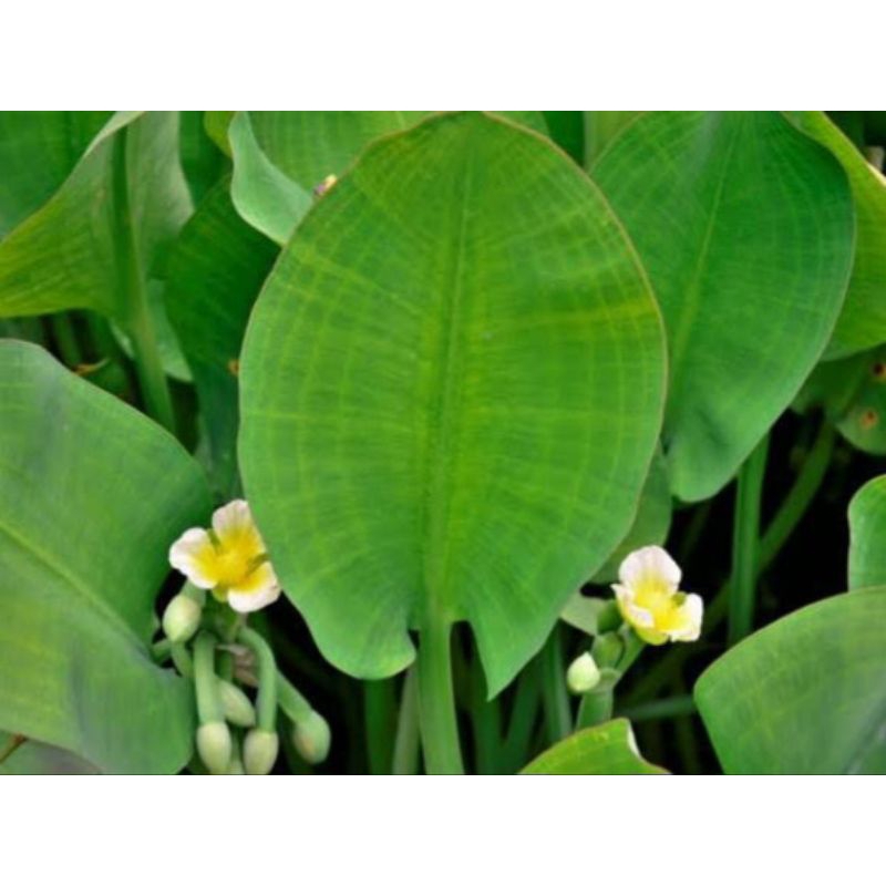 Jual BENIH GENJER / GENDOT SAYUR || BERSIH TANPA KULIT SELAPUT || isi ...