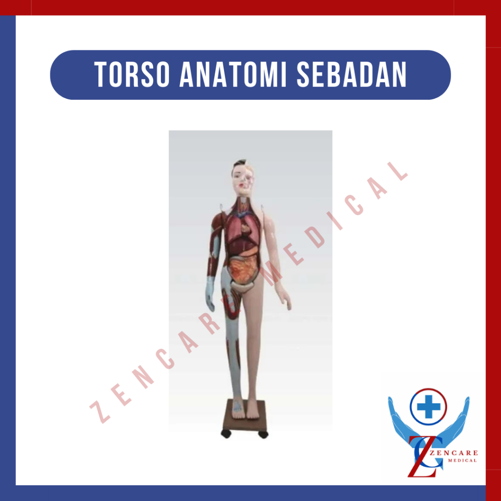 Jual Torso Anatomi Manusia Perempuan ( Sebadan ) | Shopee Indonesia