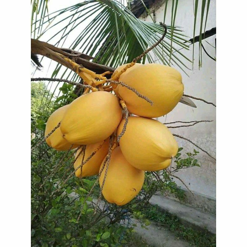 Jual Buah Kelapa Gading Kuning muda | Shopee Indonesia