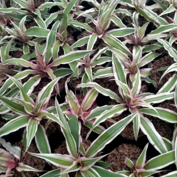 Jual Tanaman Hias Nanas Nanasan Mini Shopee Indonesia