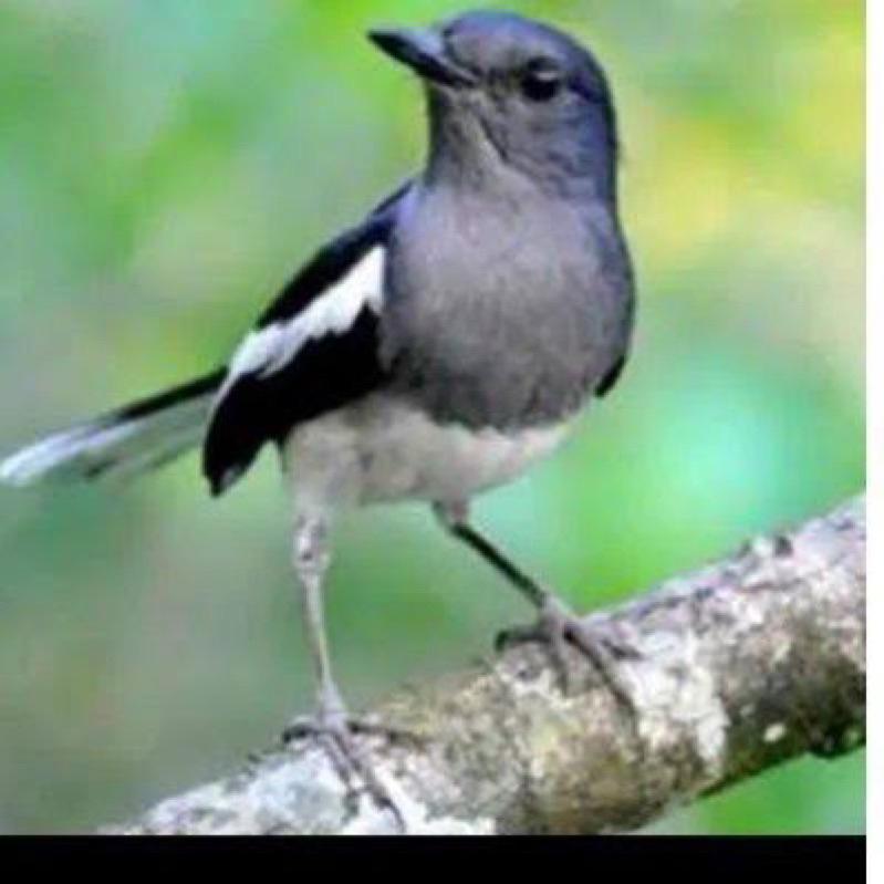 Jual burung kacer betina pilihan gemuk mulus | Shopee Indonesia