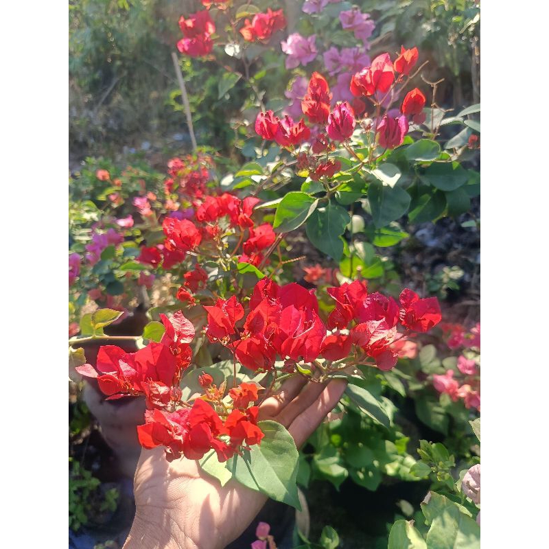 Jual Bibit Bunga Bougenville Pilihan Live Shopee Shopee Indonesia