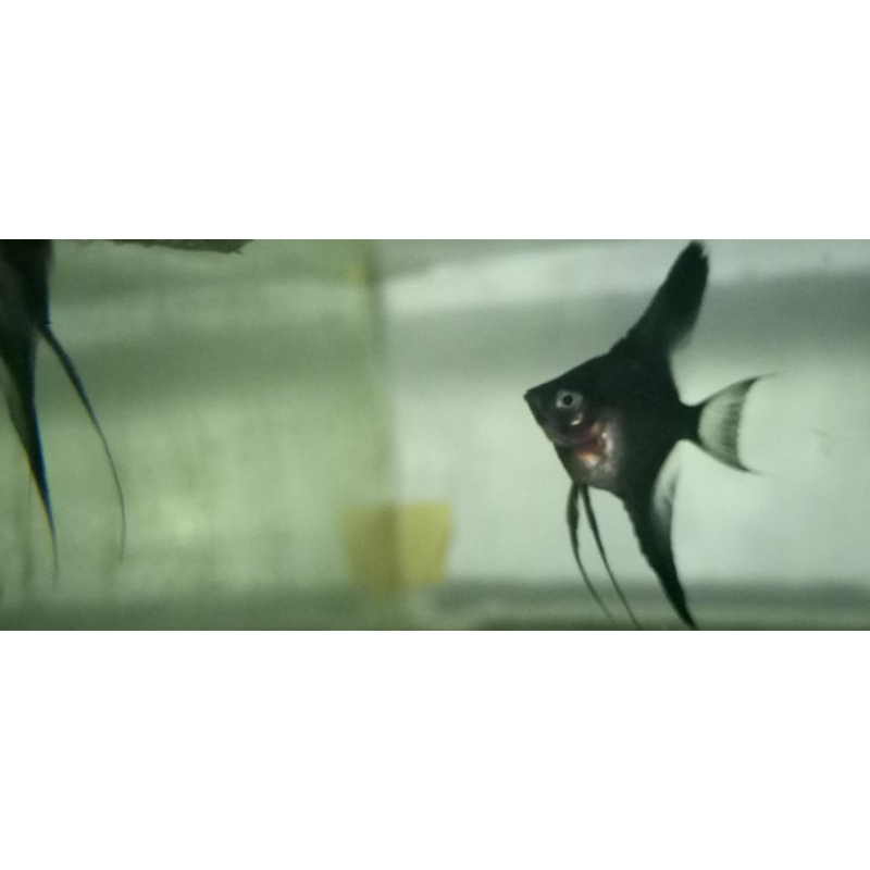 Jual Manfish Black angel red cheek 10 ekor/Aksesoris kebutuhan akuarium ...