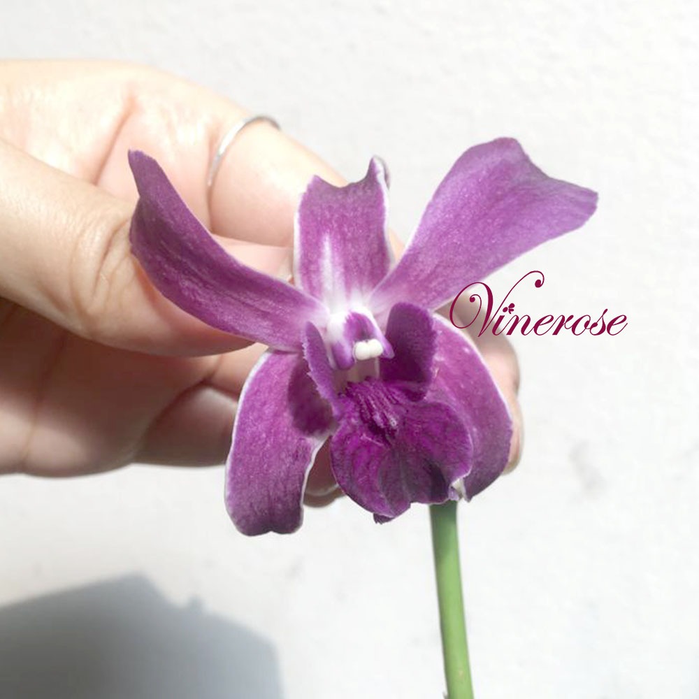 Jual Anggrek Bulat Dendrobium Pure Ink | Shopee Indonesia