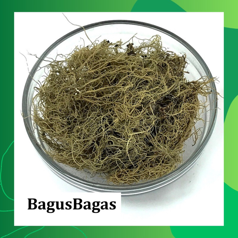 Jual 50gr Kayu Angin Kering Herbal Rasukangin Lumut Alas Rasuk Kayu ...