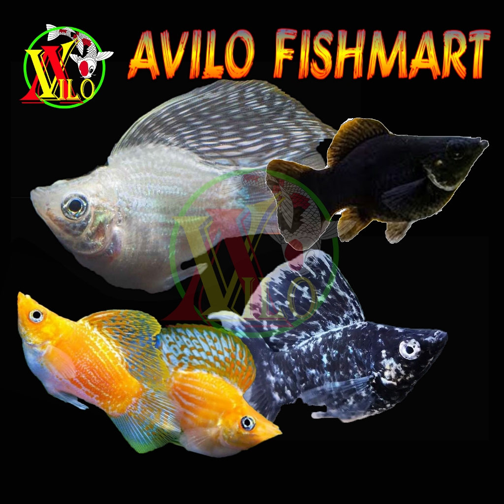 Jual ikan hias molly balon moli balon | Shopee Indonesia