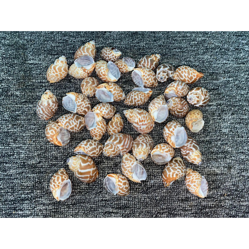 Jual CANGKANG KERANG MACAN UKURAN SEDANG 3 pcs | Shopee Indonesia