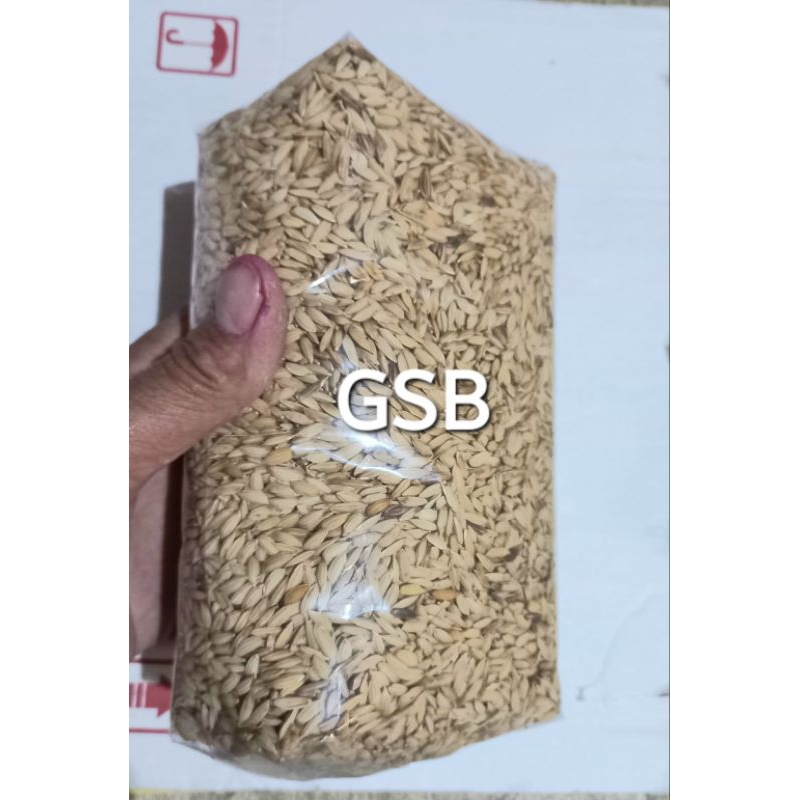 Jual padi beras merah jenis padi ladang darat padi huma 1 kg | Shopee ...
