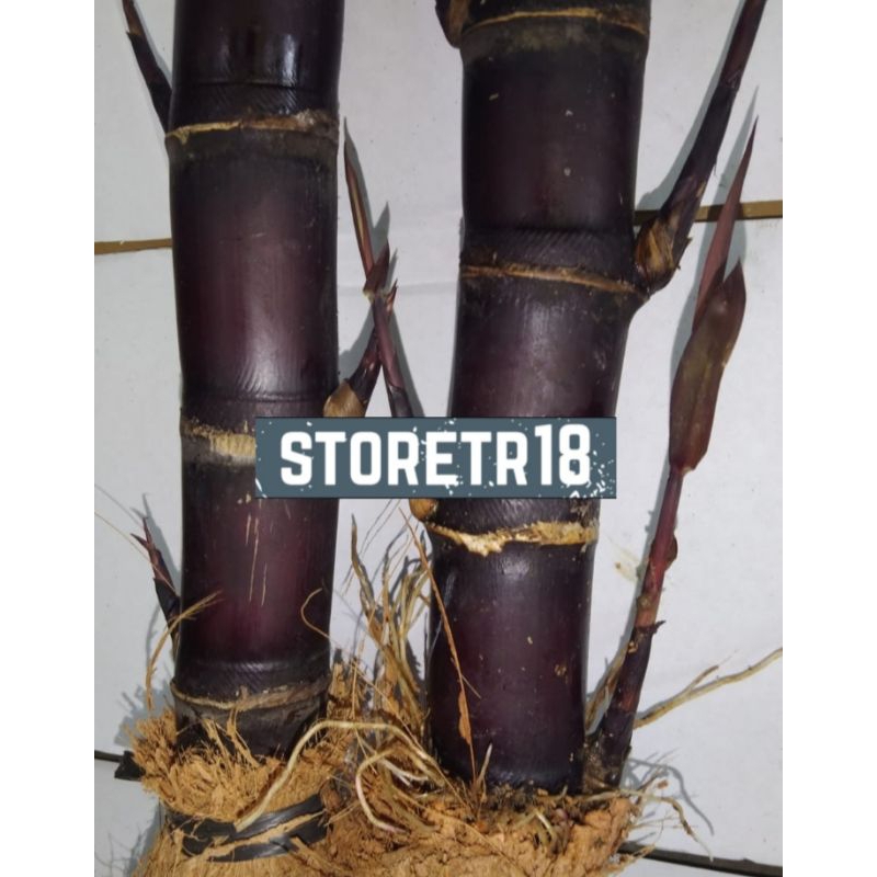 Jual Bibit Tebu Ireng Tebu Hitam Tebu Wulung Paket 3 Batang | Shopee ...