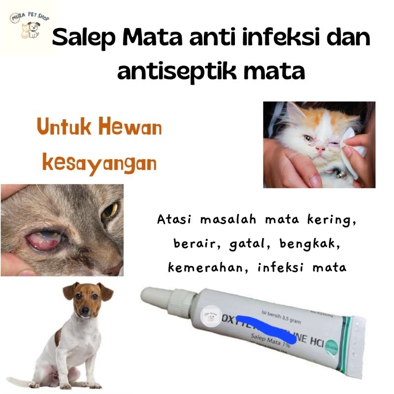 Jual Obat Salep Mata Keluar Bengkak Iritasi Berair Belekan Kucing ...