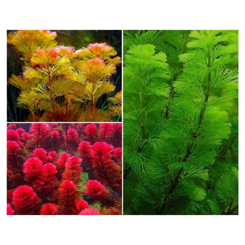 Jual kabomba (1 batang) tanaman aquascape | Shopee Indonesia