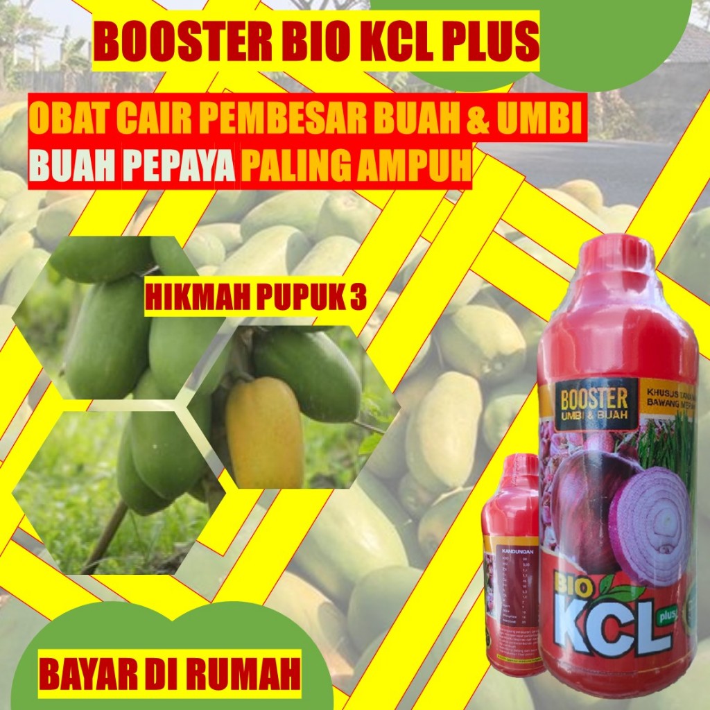 Jual BOOSTER PEMBESAR PEPAYA PALING AMPUH - BIO KCL Plus Memperkuat batang tanaman Pepaya ...