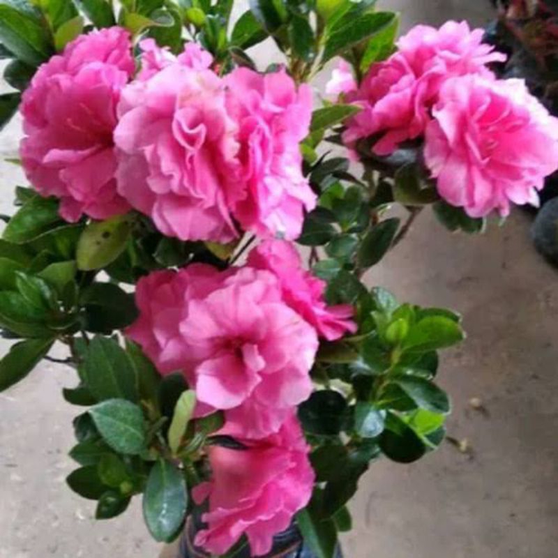 Jual Tanaman Hias Bunga Azalea Hidup | Shopee Indonesia