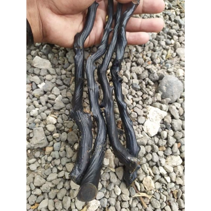 Jual Bahan akar bahar superan batang pilihan | Shopee Indonesia