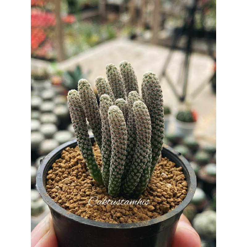Jual Turbinicarpus mininus | Shopee Indonesia