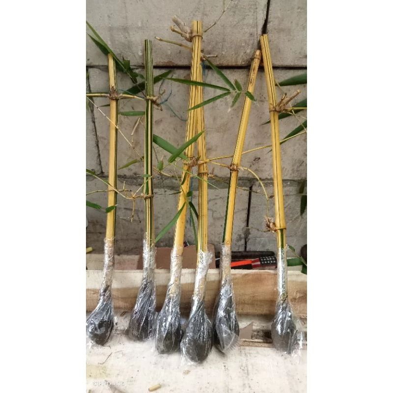 Jual Bambu kuning hias 50-100 cm bibit tanaman | Shopee Indonesia