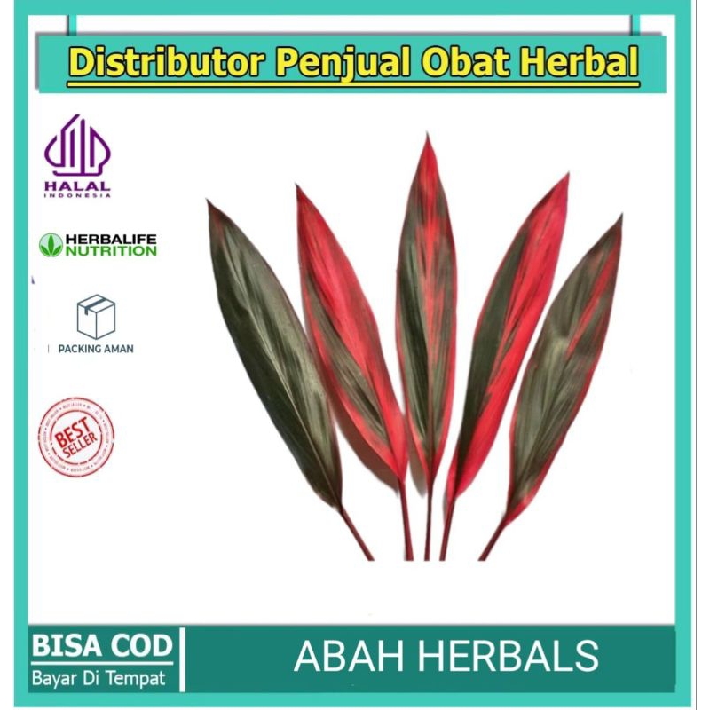 Jual Daun Hanjuang atau Andong herbal | Shopee Indonesia