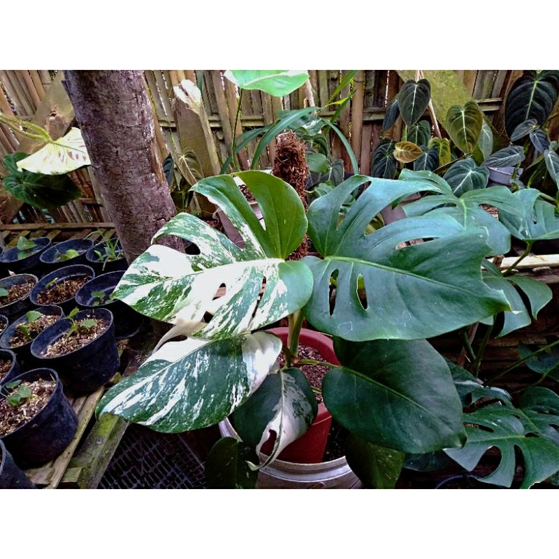 Jual monstera varigata white Tiger | Shopee Indonesia