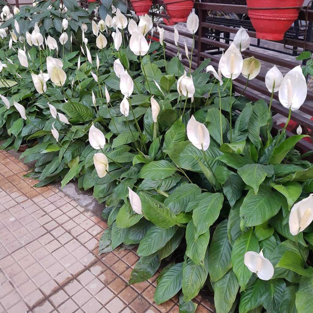 Jual Tanaman Hias Bunga Pace Lily/spatu filum | Shopee Indonesia