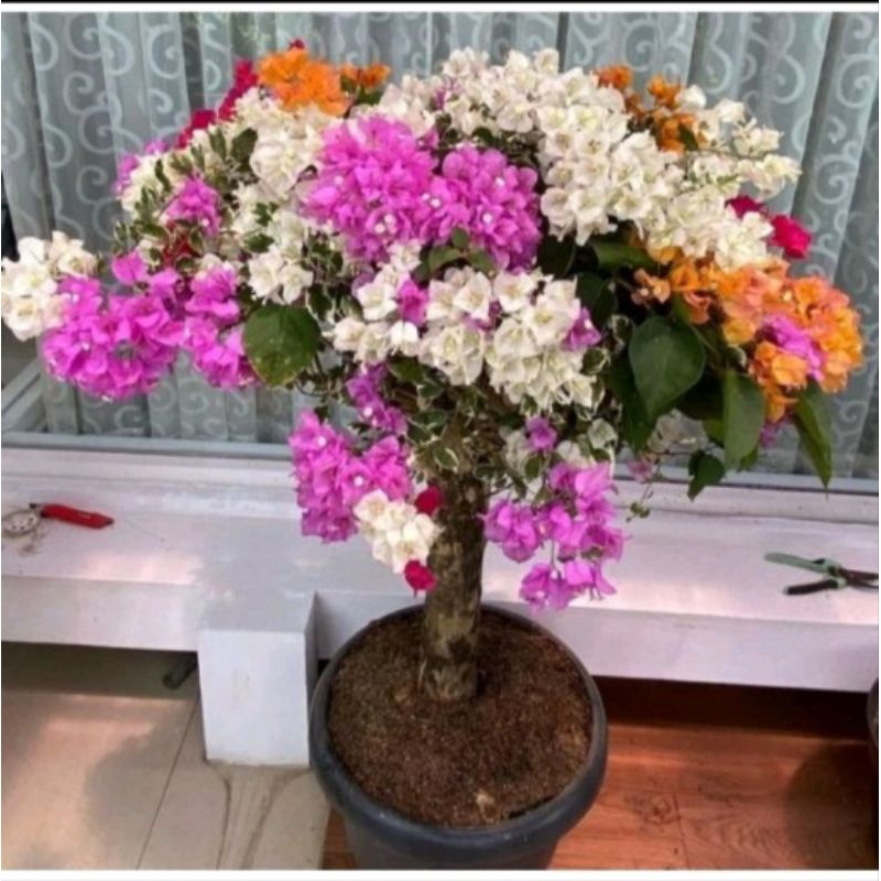 Jual Promo 12 12 Tanaman Hias Bugenvil Bunga Kertas 5 6 Warna