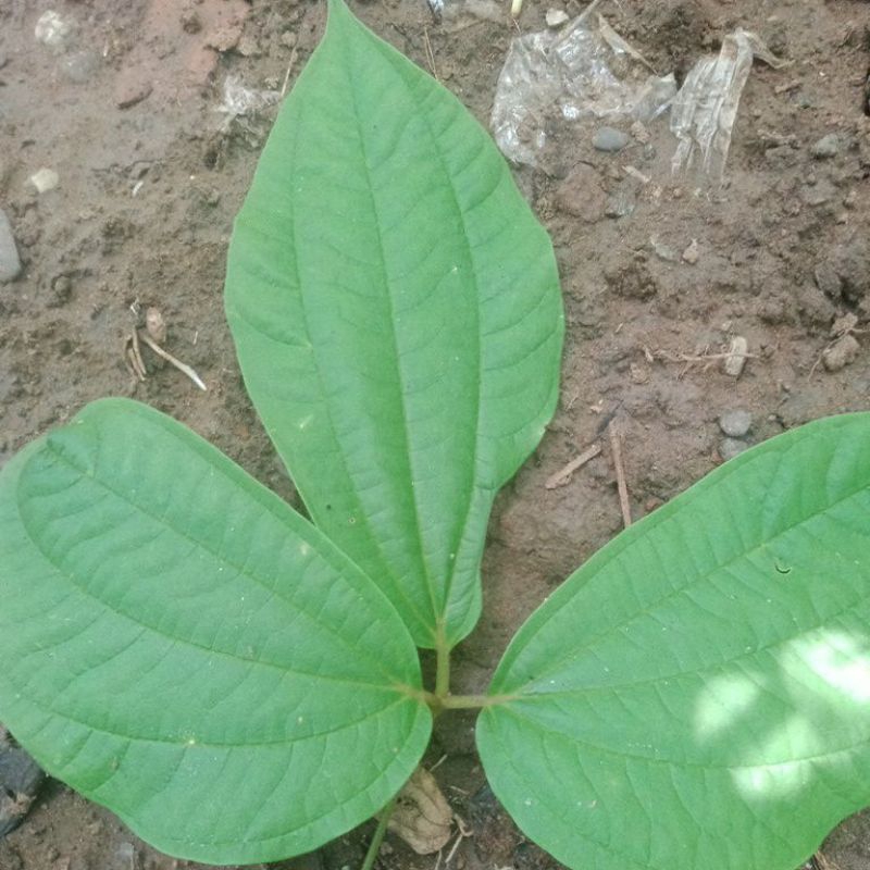 Jual Daun gadung 100 gram | Shopee Indonesia