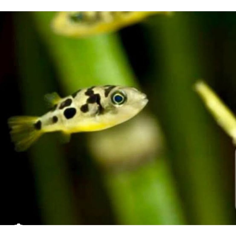 Jual Ikan hias Mini Puffer pemakan Keong hama Aquascape | Shopee Indonesia