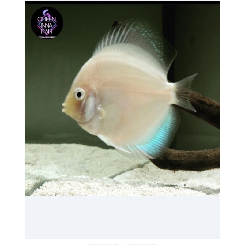 Jual ikan discus white diamond / discus putih ukuran 5 cm | Shopee ...
