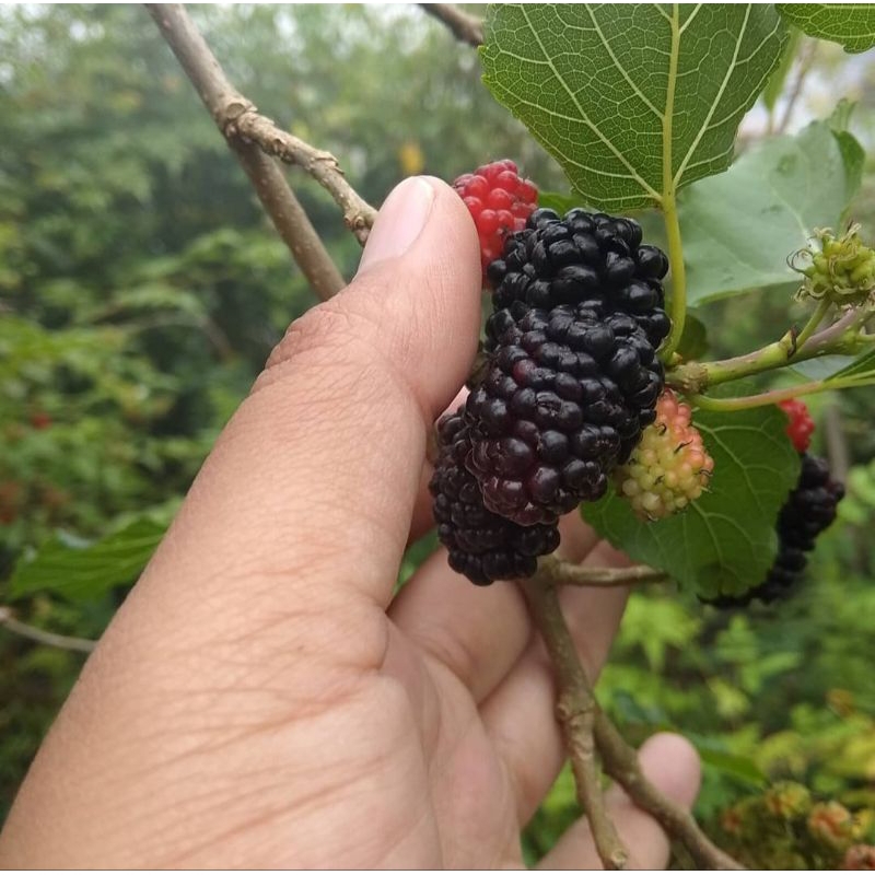 Jual Bibit Murbei FULL BERBUAH BATANG BESAR | Shopee Indonesia
