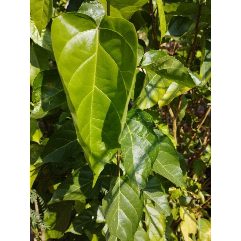 Jual Daun Singkil Fresh Untuk Masakan dan Kesehatan | Shopee Indonesia