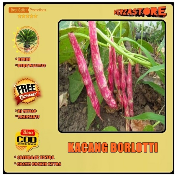 Jual biji benih kacang borlotti bean beans phaseolus vulgaris saluggia ...