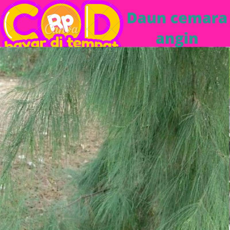 Jual daun cemara angin dipetik saat di pesan 500 gram | Shopee Indonesia