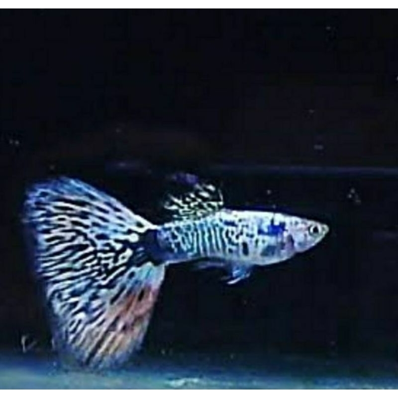 Jual ikan hias guppy blue galaxy sepasang | Shopee Indonesia