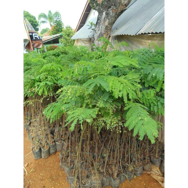 Jual Bibit Pohon Kayu ALBASIAH/SENGON SOLOMON Asli sebelum Cek out ...