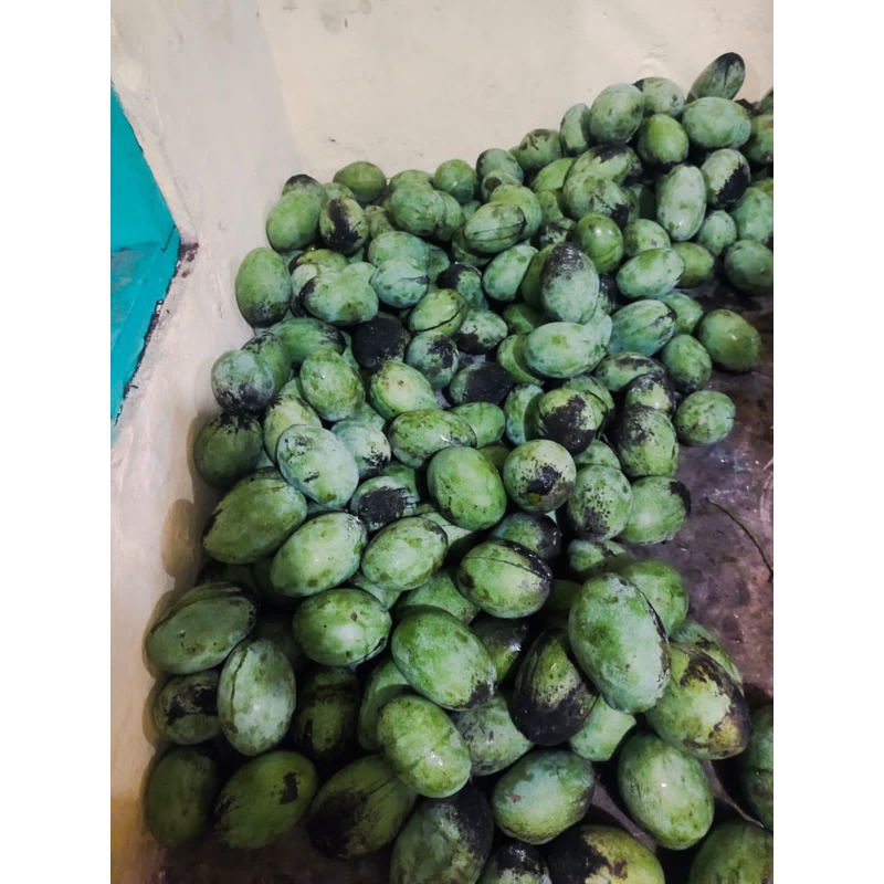 Jual MANGGA MADU MATENG POHON | Shopee Indonesia