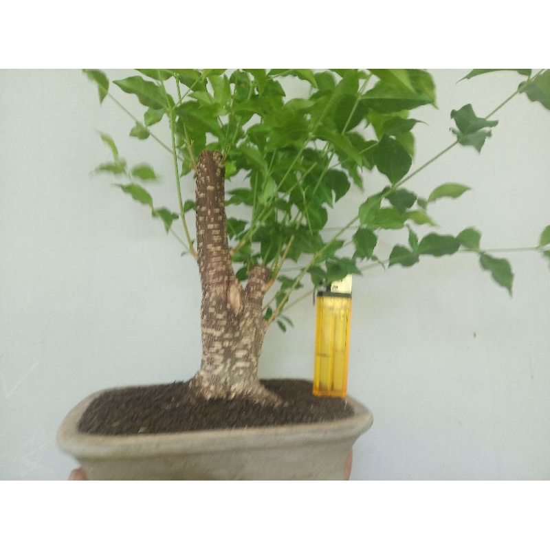 Jual bahan bonsai sakura mikro bonggol besar akar mantap realpict ... Jual bahan bonsai sakura mikro bonggol besar akar mantap realpict ...