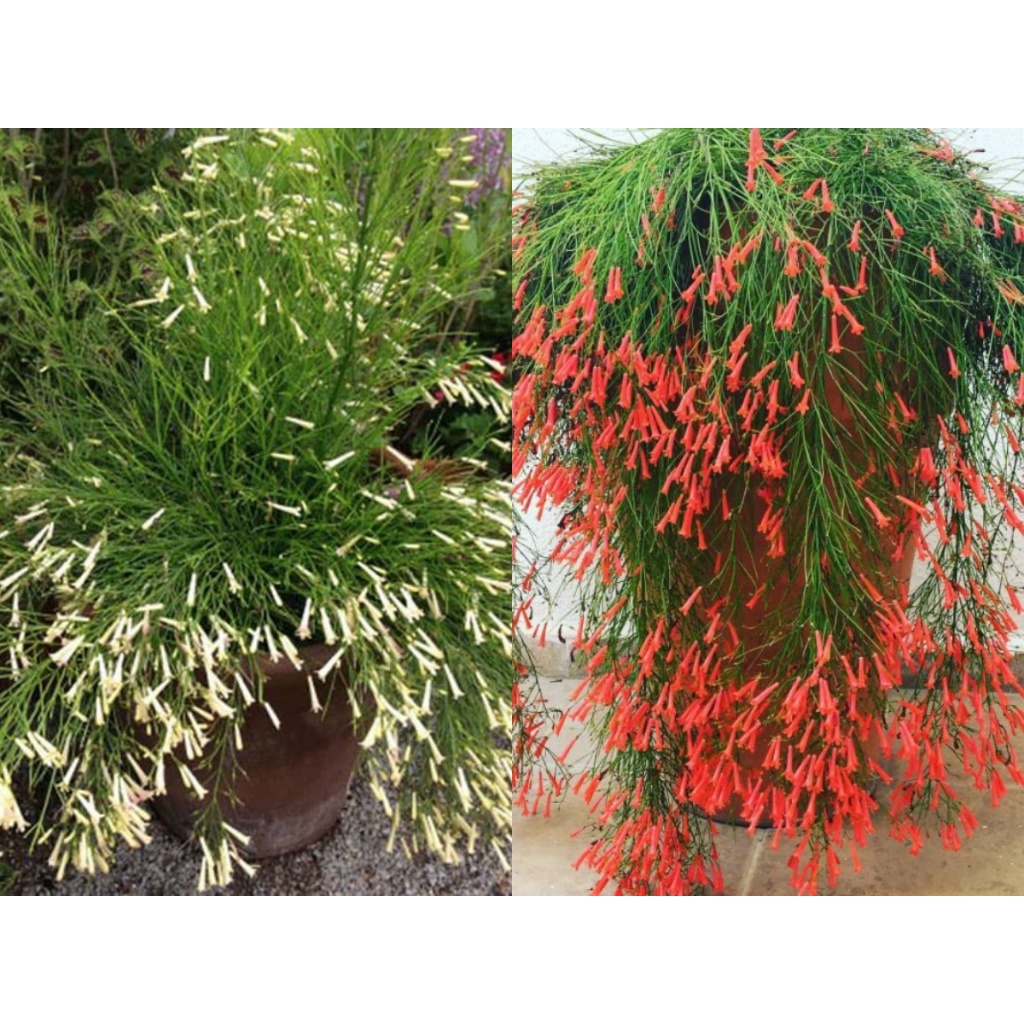 Jual Tanaman Bunga Air Mancur - Tanaman Hias Rosalia - Tanaman Hias ...