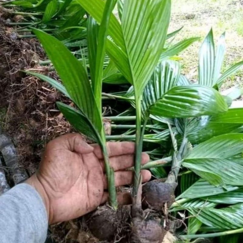 Jual Pohon pinang Jambe Buah pinang Muda-bibit pinang Kecambah berdaun ...