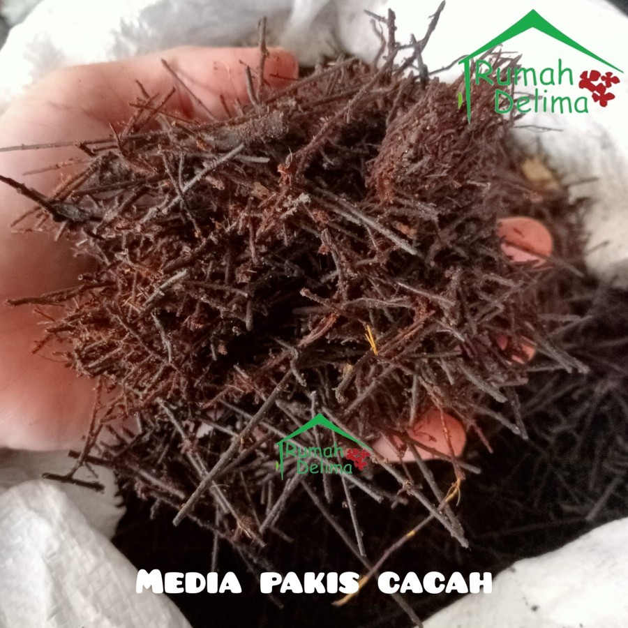 Jual Media Tanam Pakis Cacah | Shopee Indonesia