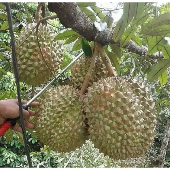 Jual Bibit Pohon | Durian Bawor | jaminan cepat berbuah | Bibit Okulasi / sambung pucuk | Shopee ...