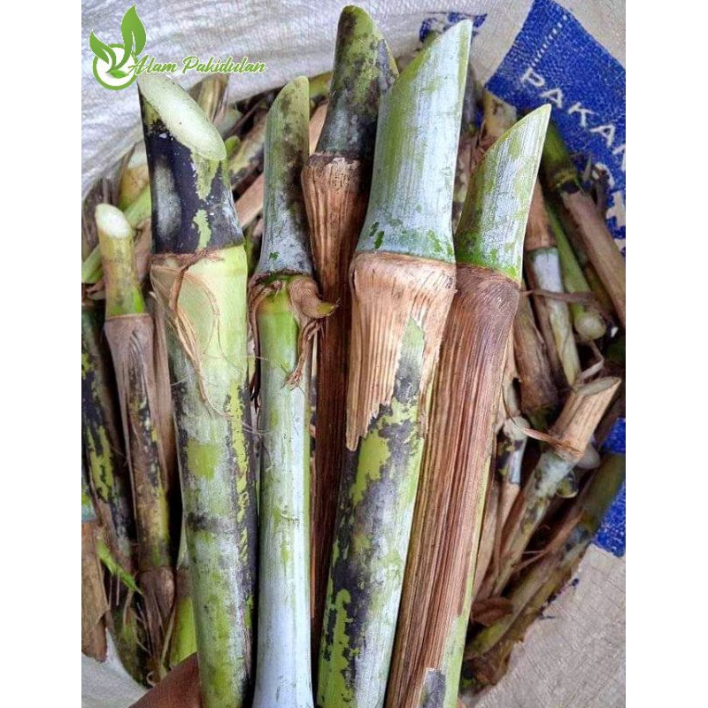 Jual Bibit Rumput Pakcong 5KG Pakchong Asli Rumput Inggres / Rumput ...