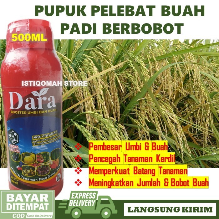 Jual Pupuk Pelebat Buah Padi Sawah Berbobot Terbaik DARA Booster Buah Padi isi 500ML Pupuk ...