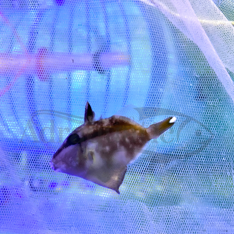 Jual (INSTANT BANDUNG) IKAN HIAS AIR LAUT TRIGGER BABI | Shopee Indonesia