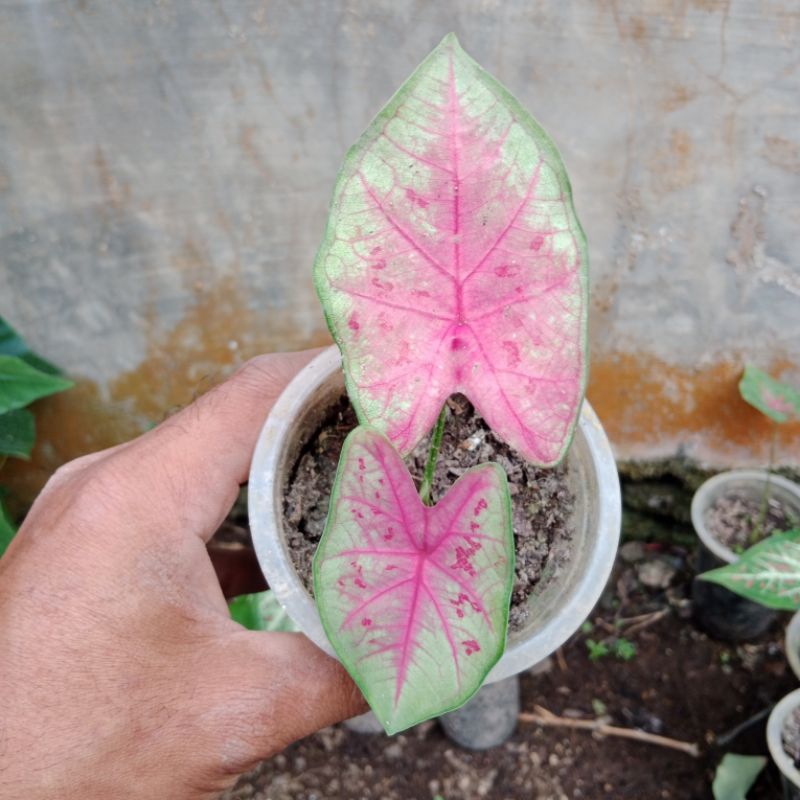 Jual Caladium | ID Sexy Pink (Anakan) | Shopee Indonesia