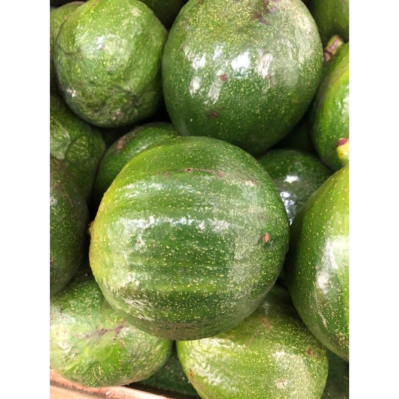 Jual Buah Alpukat Jumbo Kendil Wina -+ 1 Kg | Shopee Indonesia