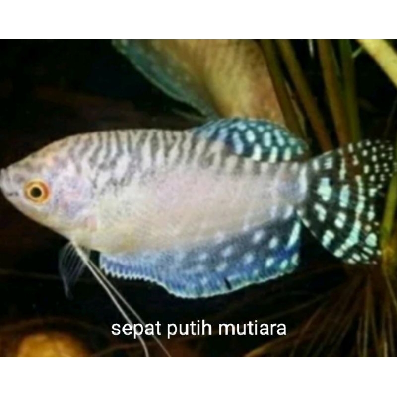 Jual ikan hias sepat hias /Dwarf gourami ( aneka sepat) | Shopee Indonesia