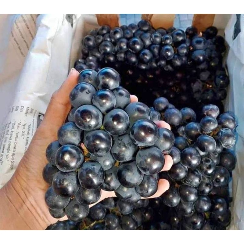 Jual ANGGUR BALI FRESH/BUAH ANGGUR BALI FRESH 500GRAM | Shopee Indonesia